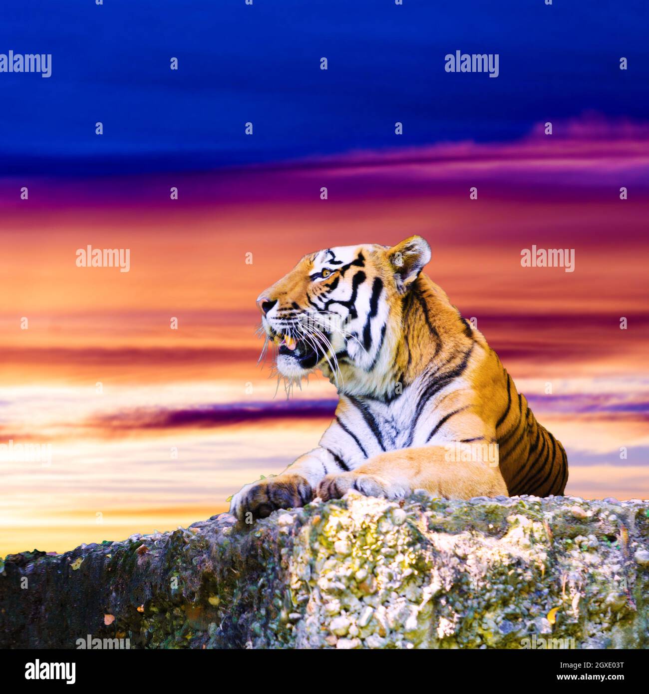 Tiger portrait on the rock with beautiful sky at sunset time Stock ...