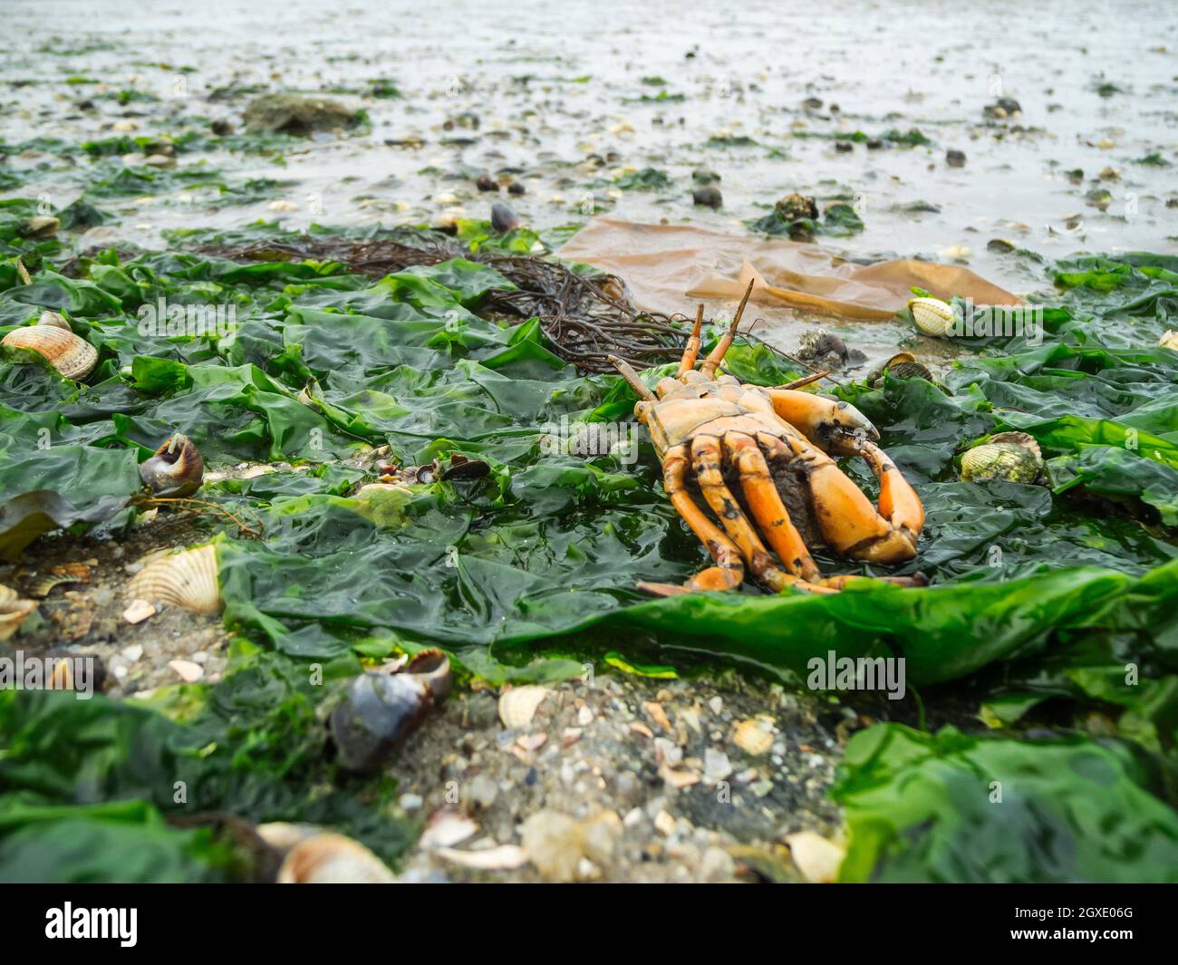 Low angle view of a dead crab in the Wadden Sea on the beach of the ...