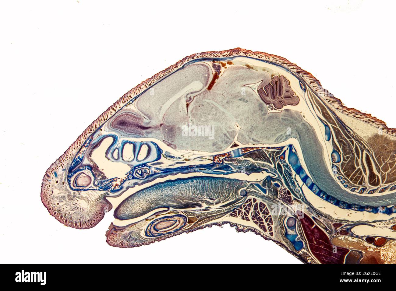 Longitudinal section of mouse head with brain, spinal cord and tongue ...