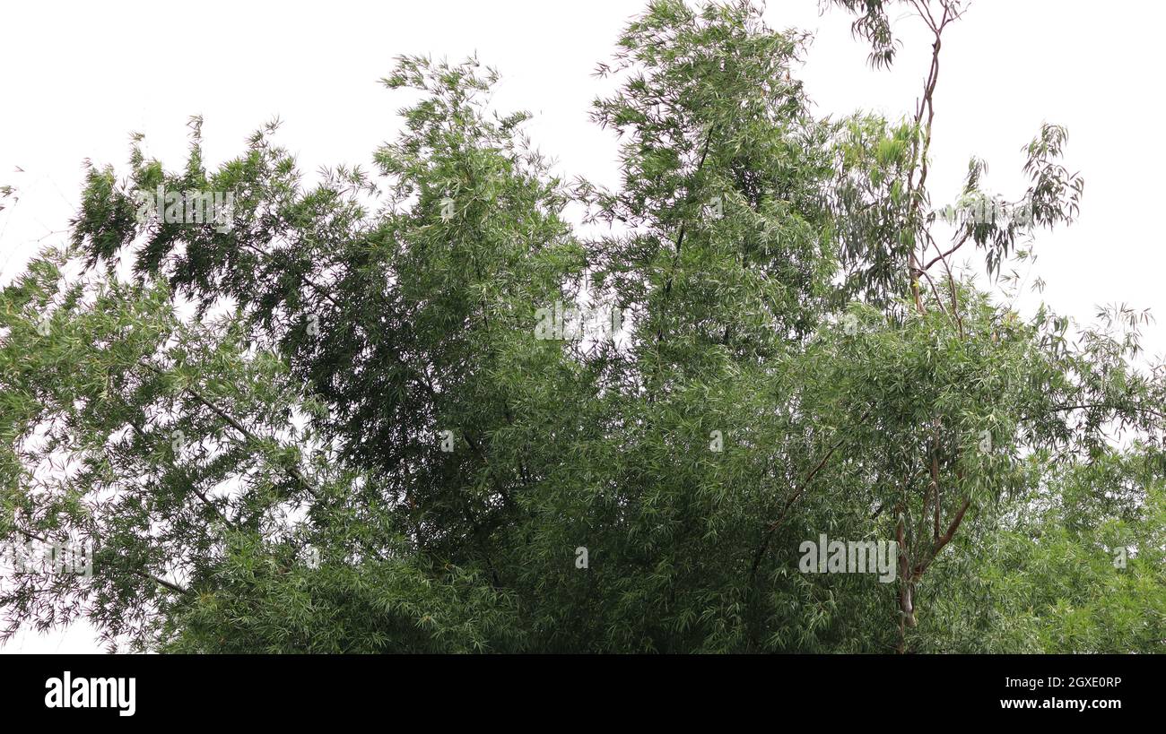 Slightly dry bamboo tree and its evergreen leaves Stock Photo - Alamy