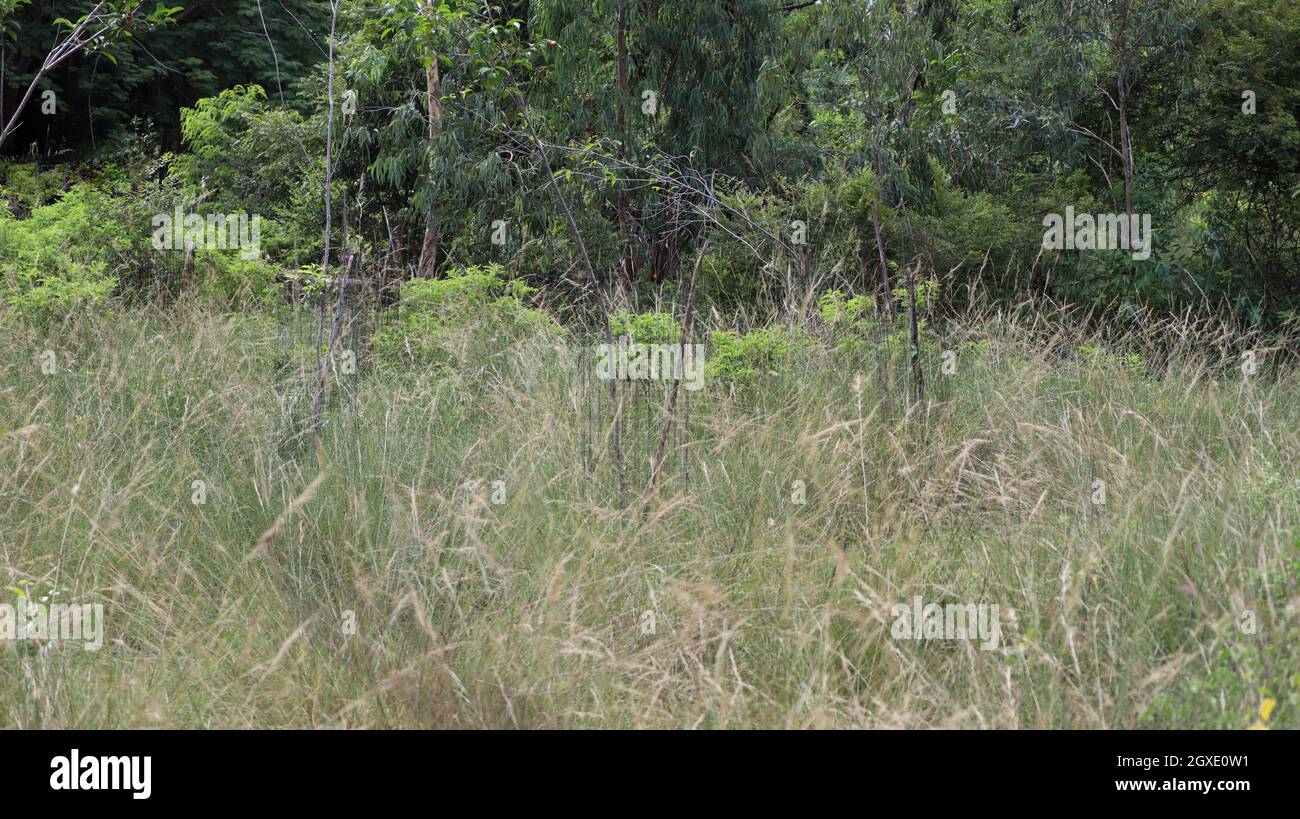 Dense plants and trees A natural evergreen tree Stock Photo - Alamy