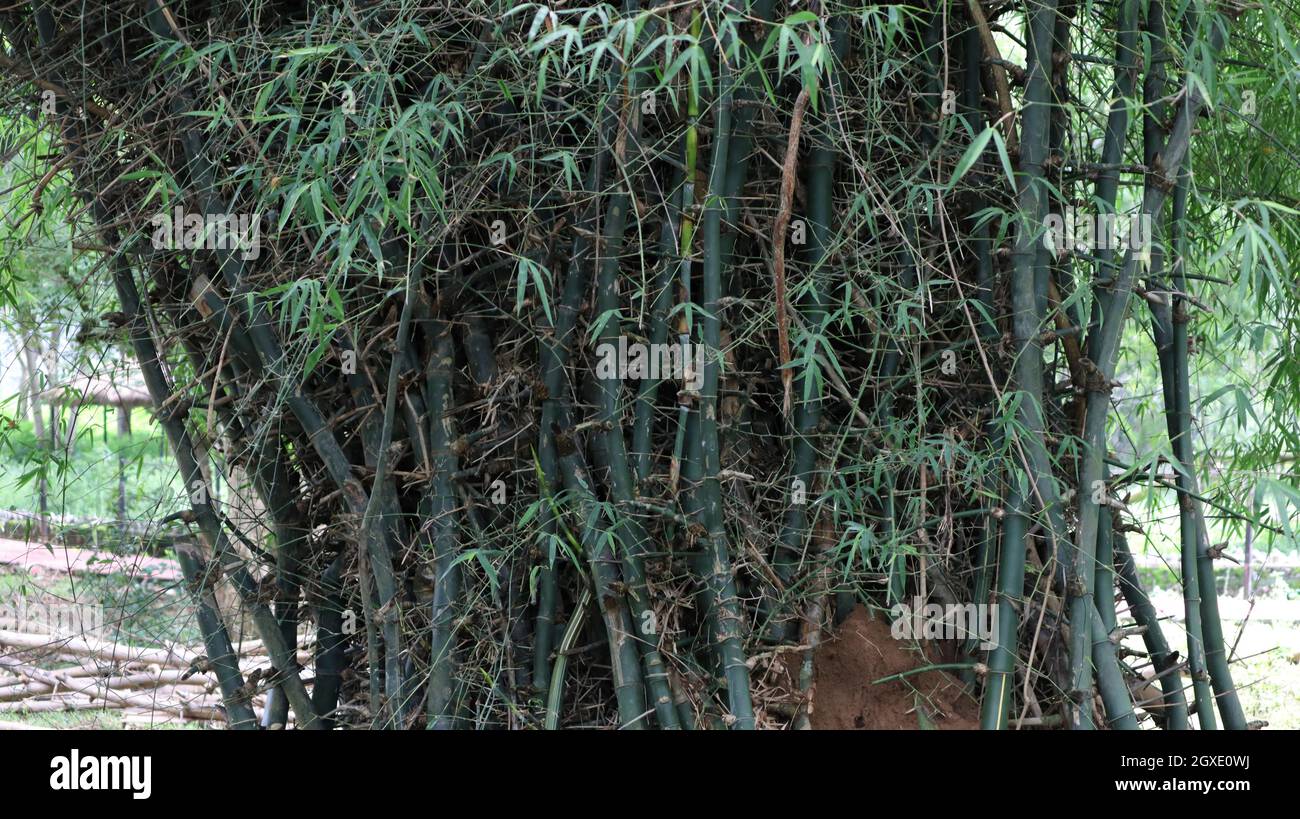 Bamboo tree trunks hi-res stock photography and images - Alamy