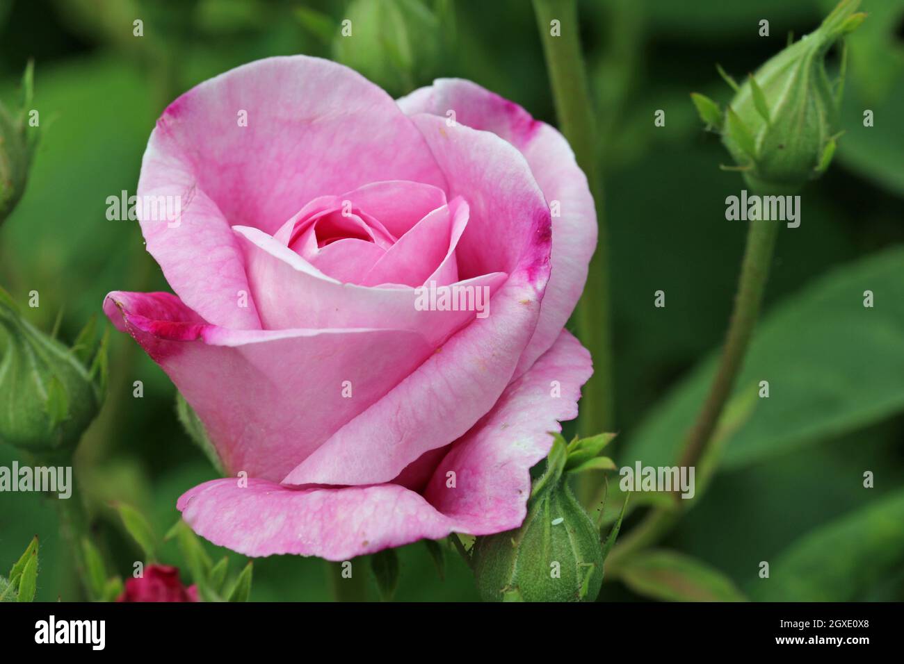 Pink rose flower, Rosa species of unknown variety, in close up with a ...
