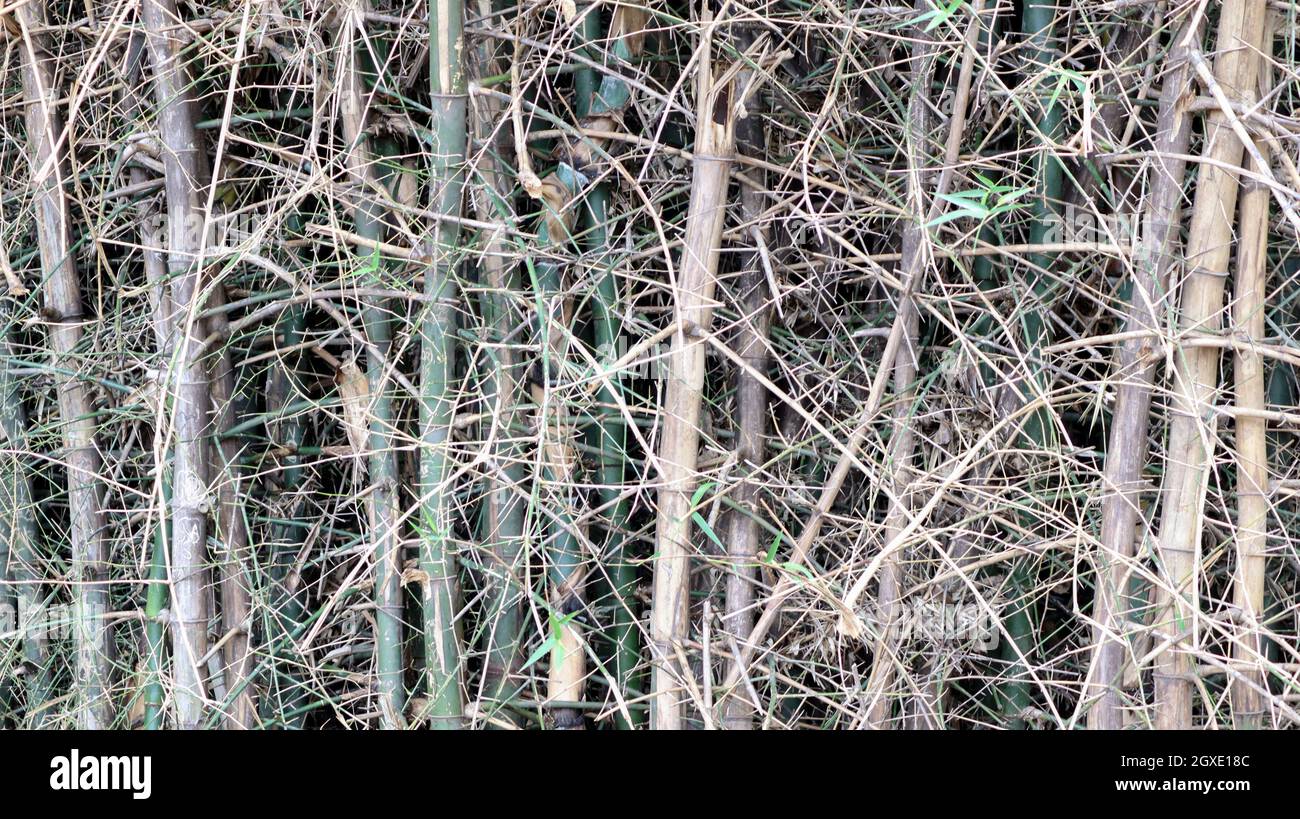 Slightly dry bamboo wood and its trunks Stock Photo - Alamy
