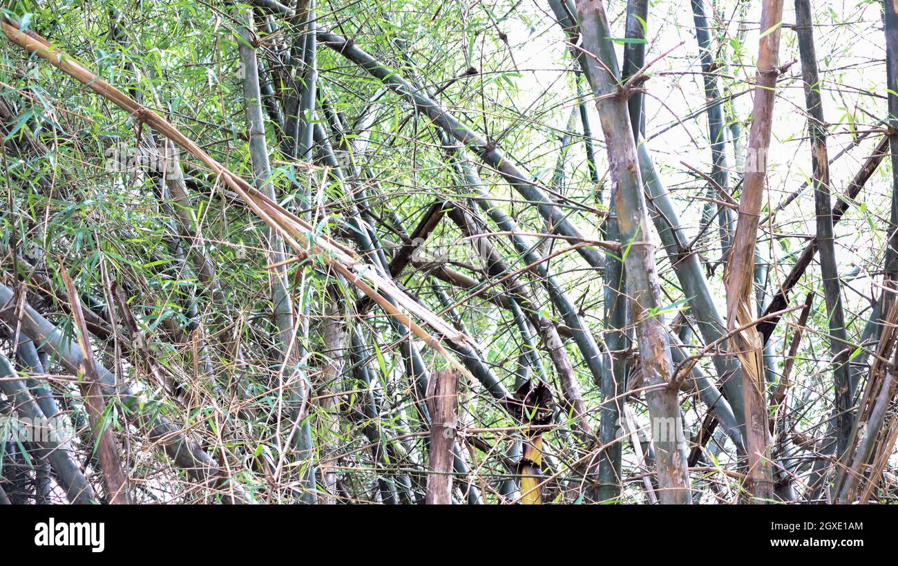 Slightly dry bamboo wood and its trunks Stock Photo - Alamy
