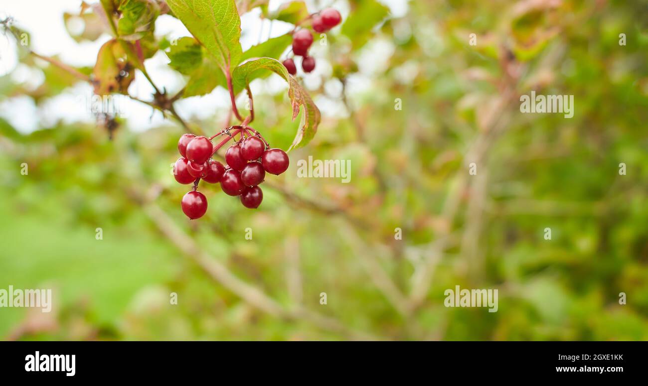 Autumn rowan tree with red berries. The rowan in close-up Stock Photo ...
