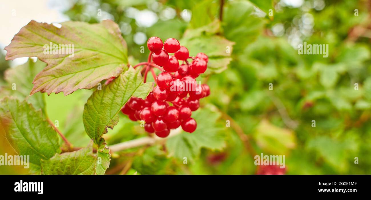 Autumn rowan tree with red berries. The rowan in close-up Stock Photo ...