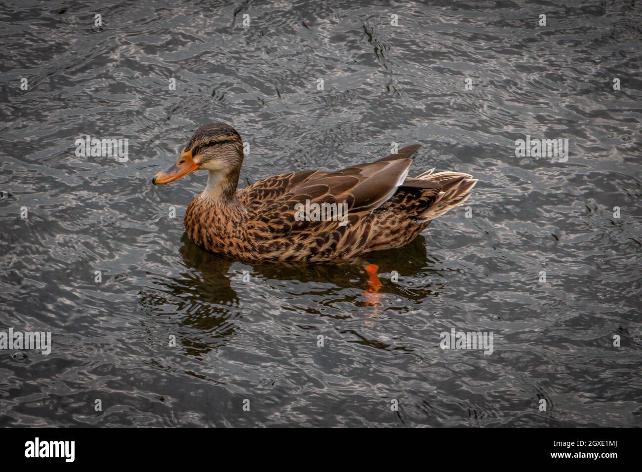Female brown duck in the flowing water of the river 'the Berkel' close ...