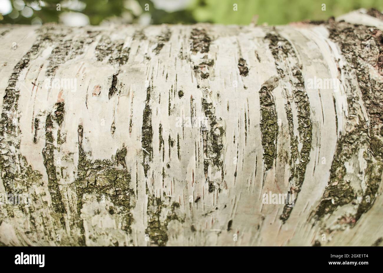 Close up of the birch trunk located on a green and blur background ...