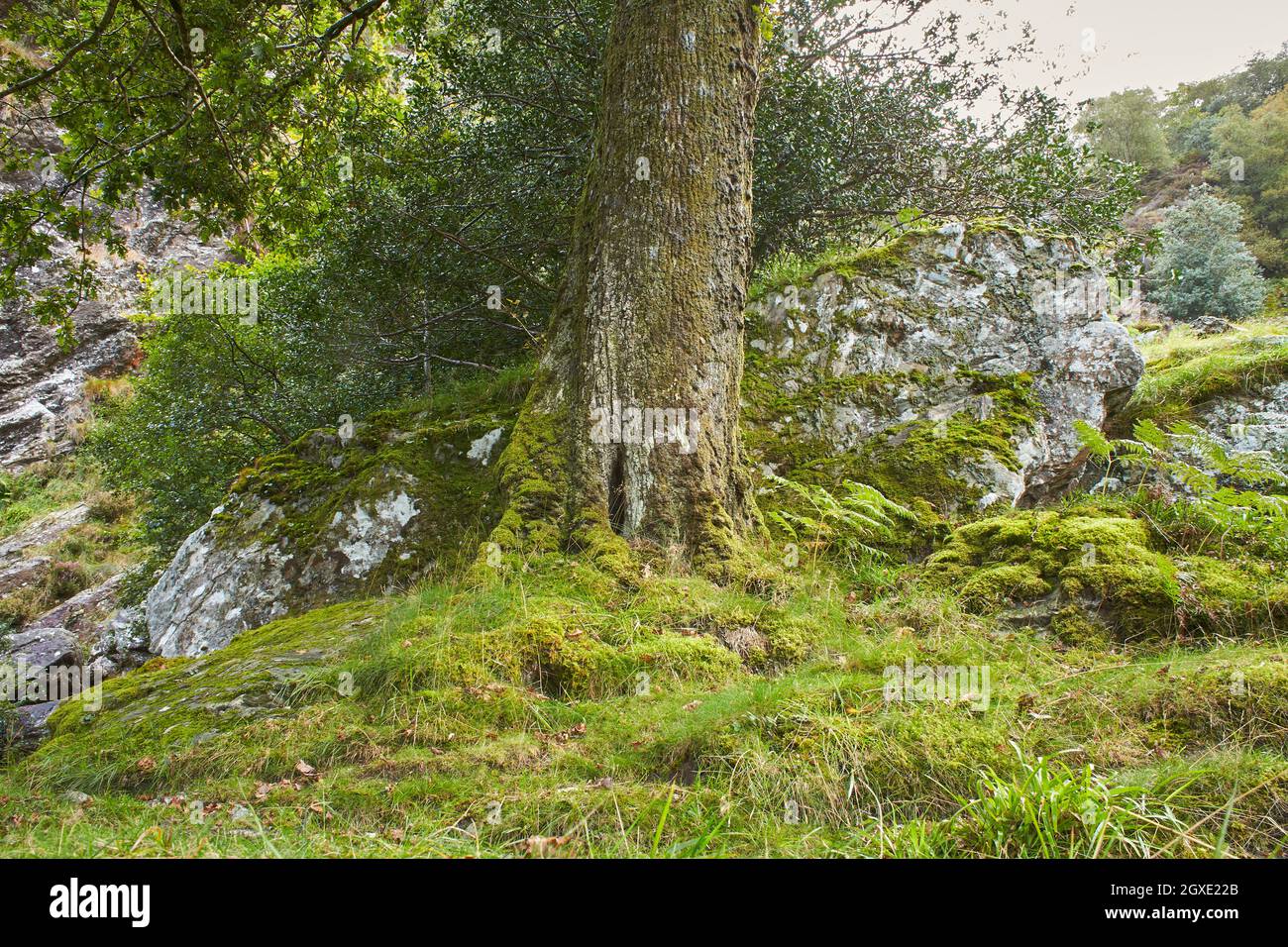 Forest stream surrounded by timberland in ancient old growth forest ...