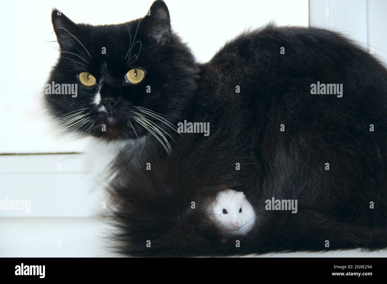 little white hamster is friend with black cat. small hamster makes ...