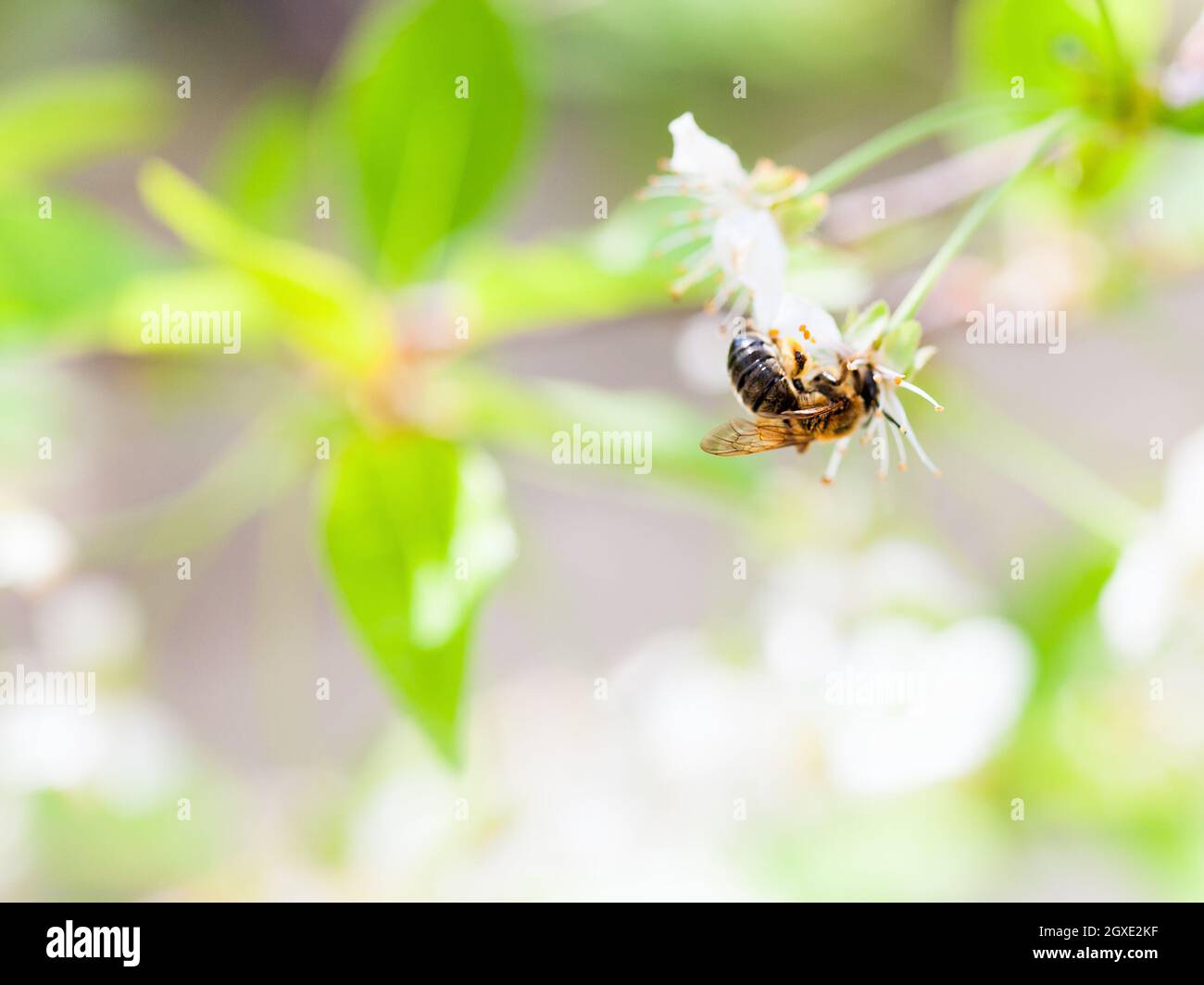 Honey bee enjoying blossoming cherry tree on a lovely spring day Stock ...