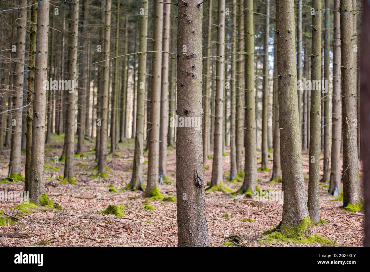 A grove of pine trees planted in a straight line, forest nature landscape background long and ...