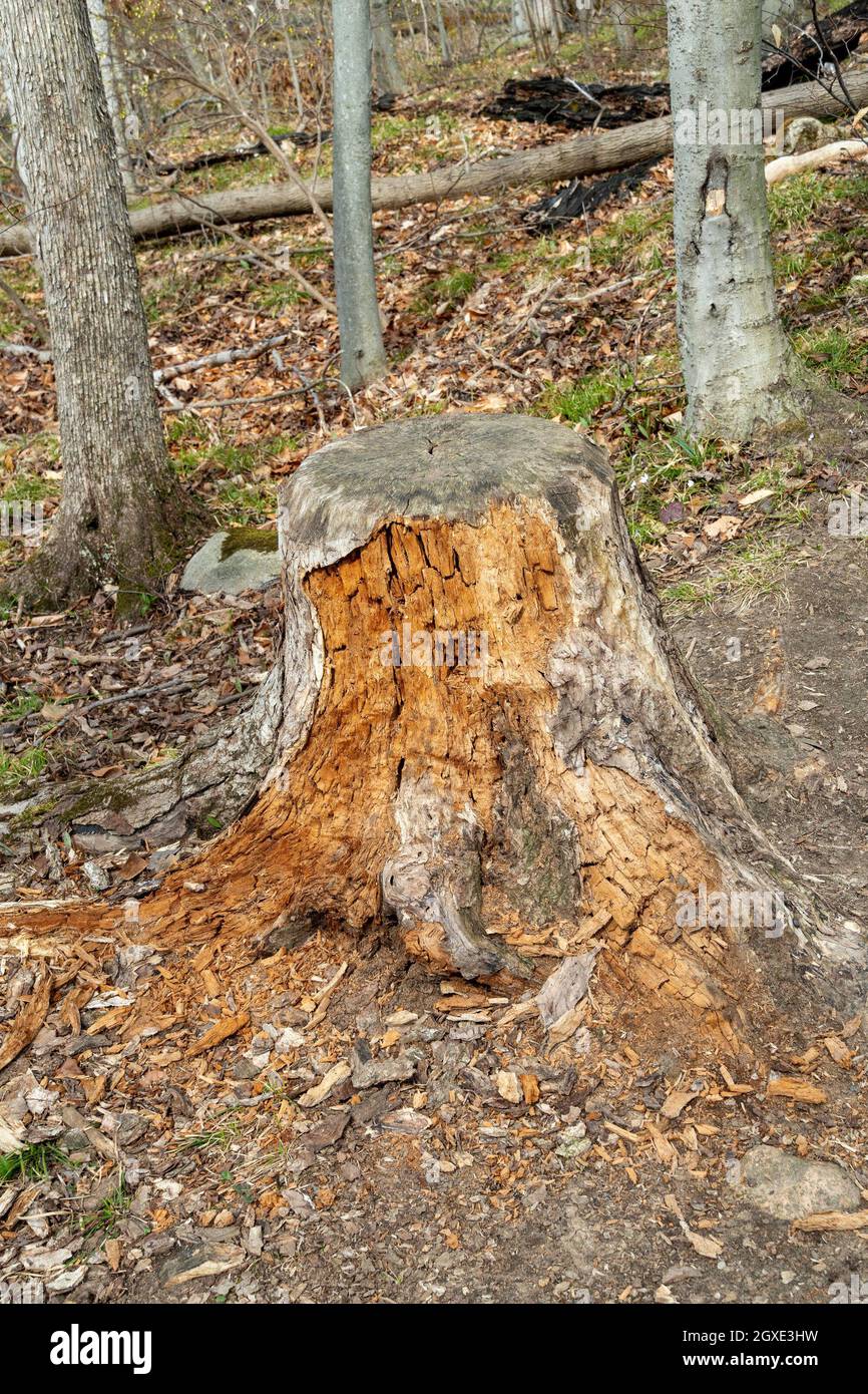 Stump close-up, in the forest, crumbles into small dust infected with ...