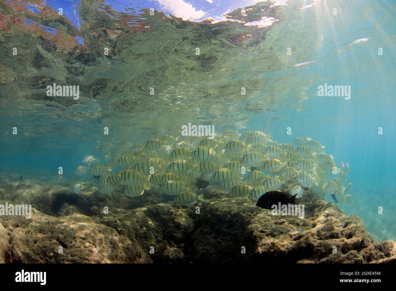 School of Convict tang or manini, Acanthurus triostegus, Hanauma Bay ...