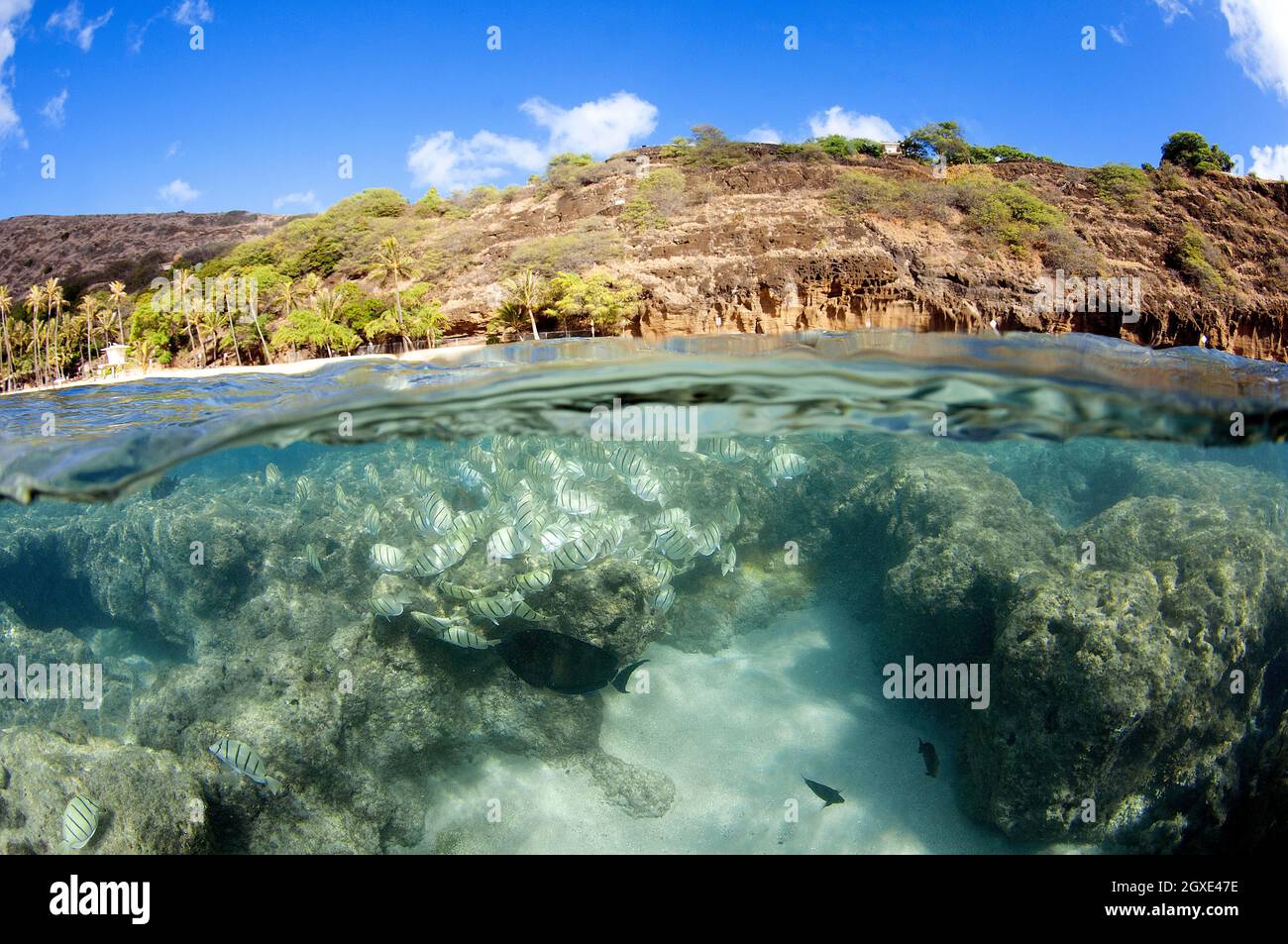 School of Convict tang or manini, Acanthurus triostegus, Hanauma Bay ...