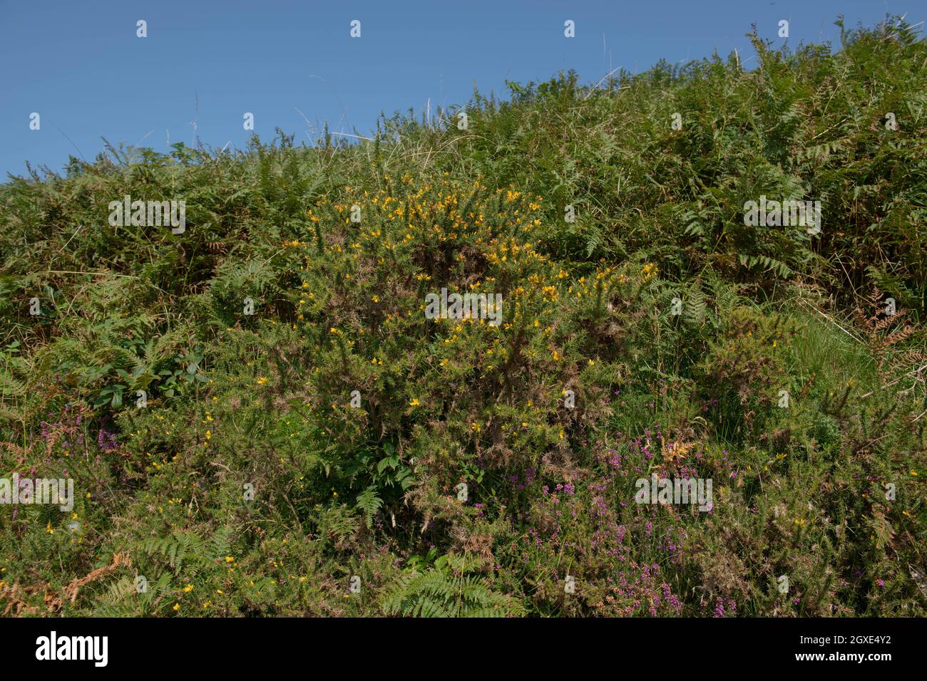 Summer Flowering Yellow Flowers on a Wild Gorse Shrub (Ilex europaeus ...