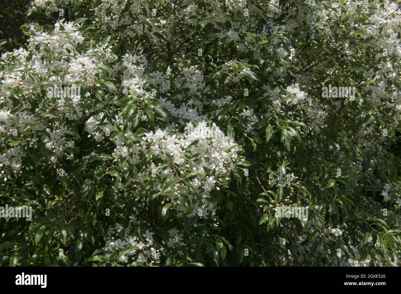 Hoheria hi-res stock photography and images - Alamy