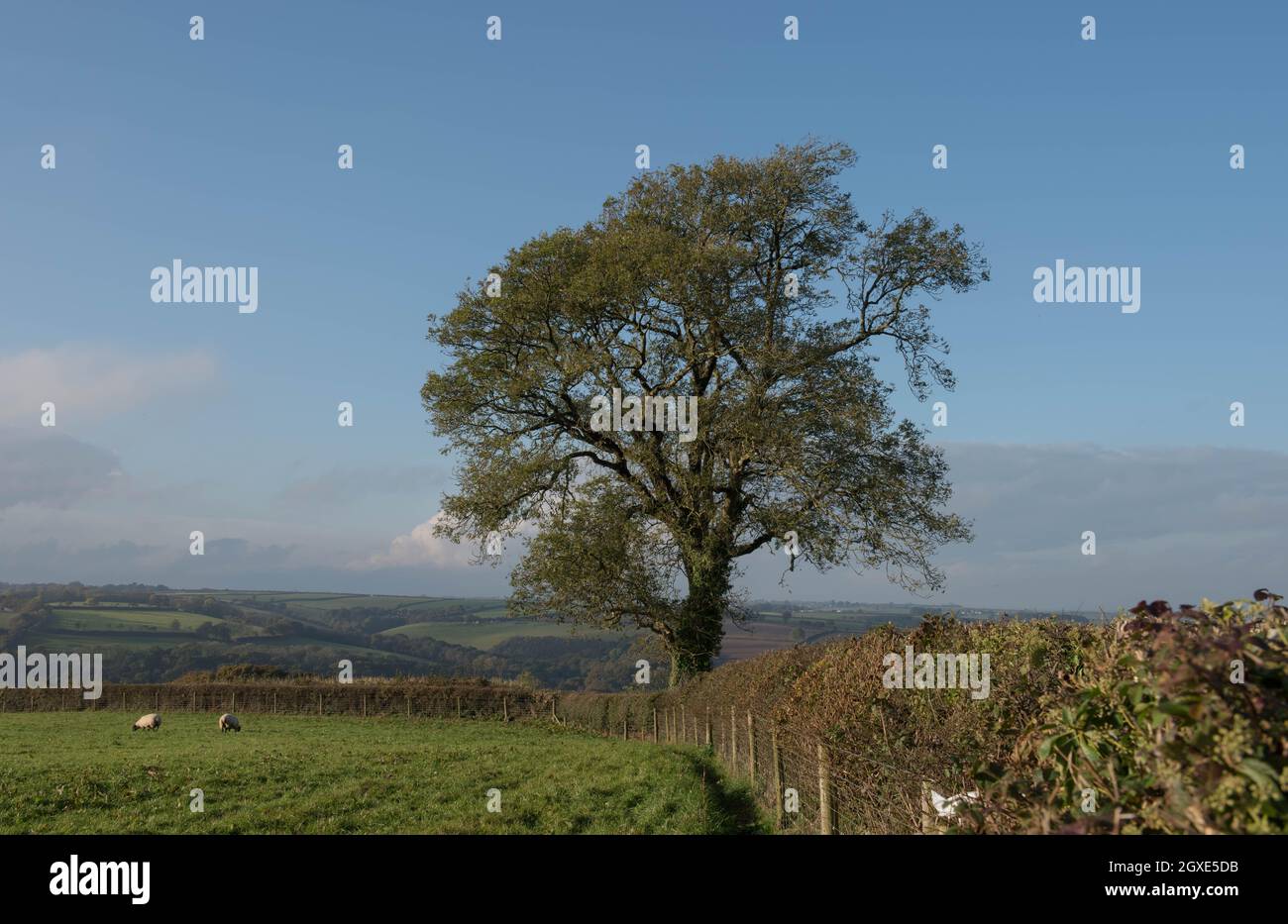 Traditional English Countryside Spring Landscape of an Common Ash Tree ...