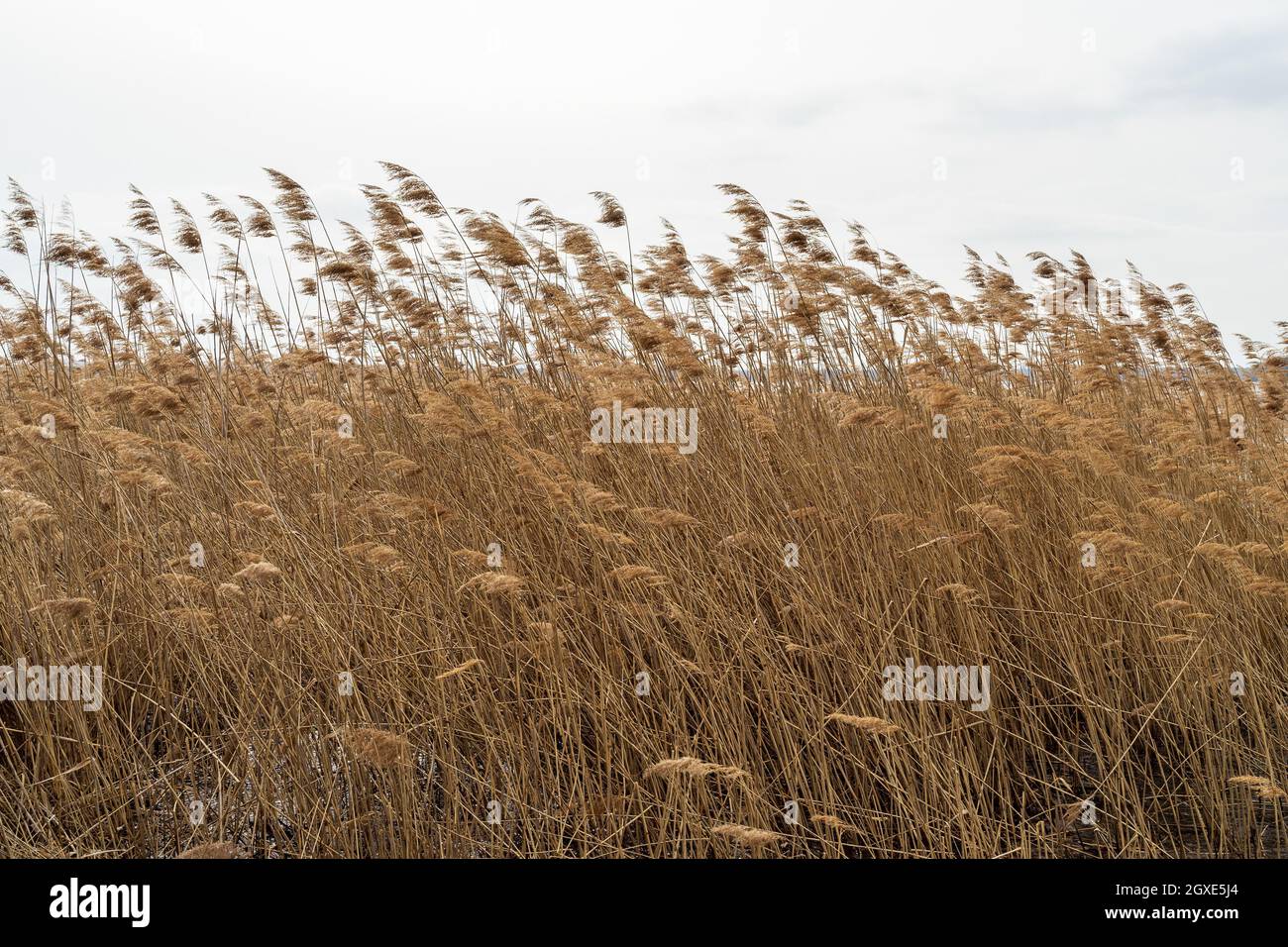Dry reed stalks in the wind Stock Photo - Alamy
