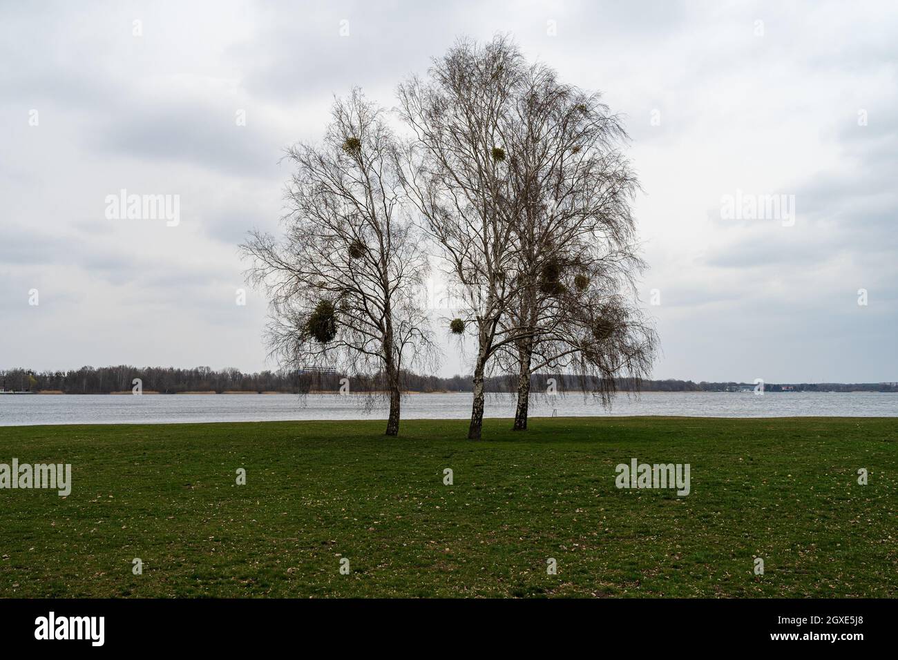 Lonely trees lake spring hi-res stock photography and images - Alamy
