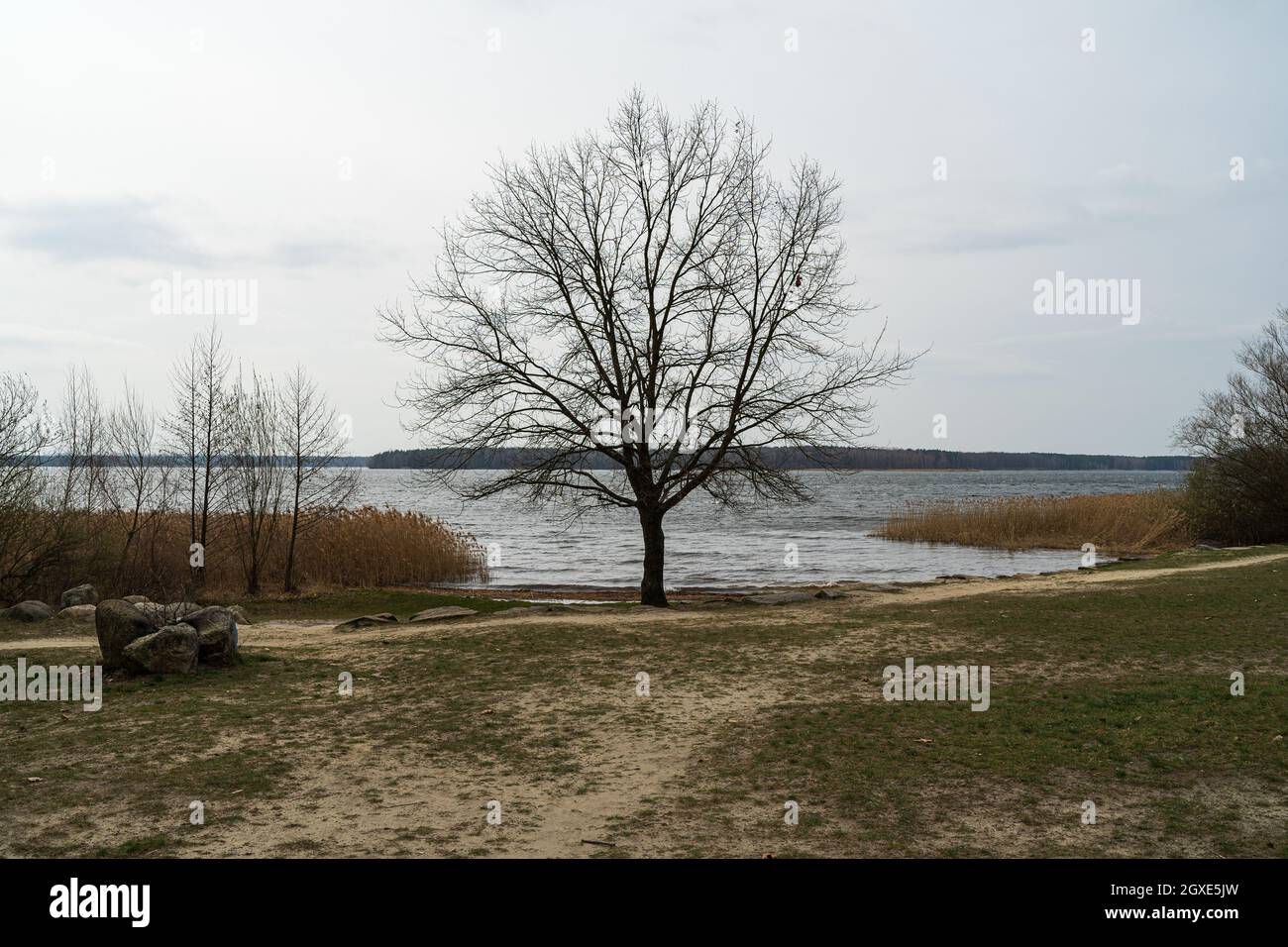 Spring forest lonely tree hi-res stock photography and images - Alamy