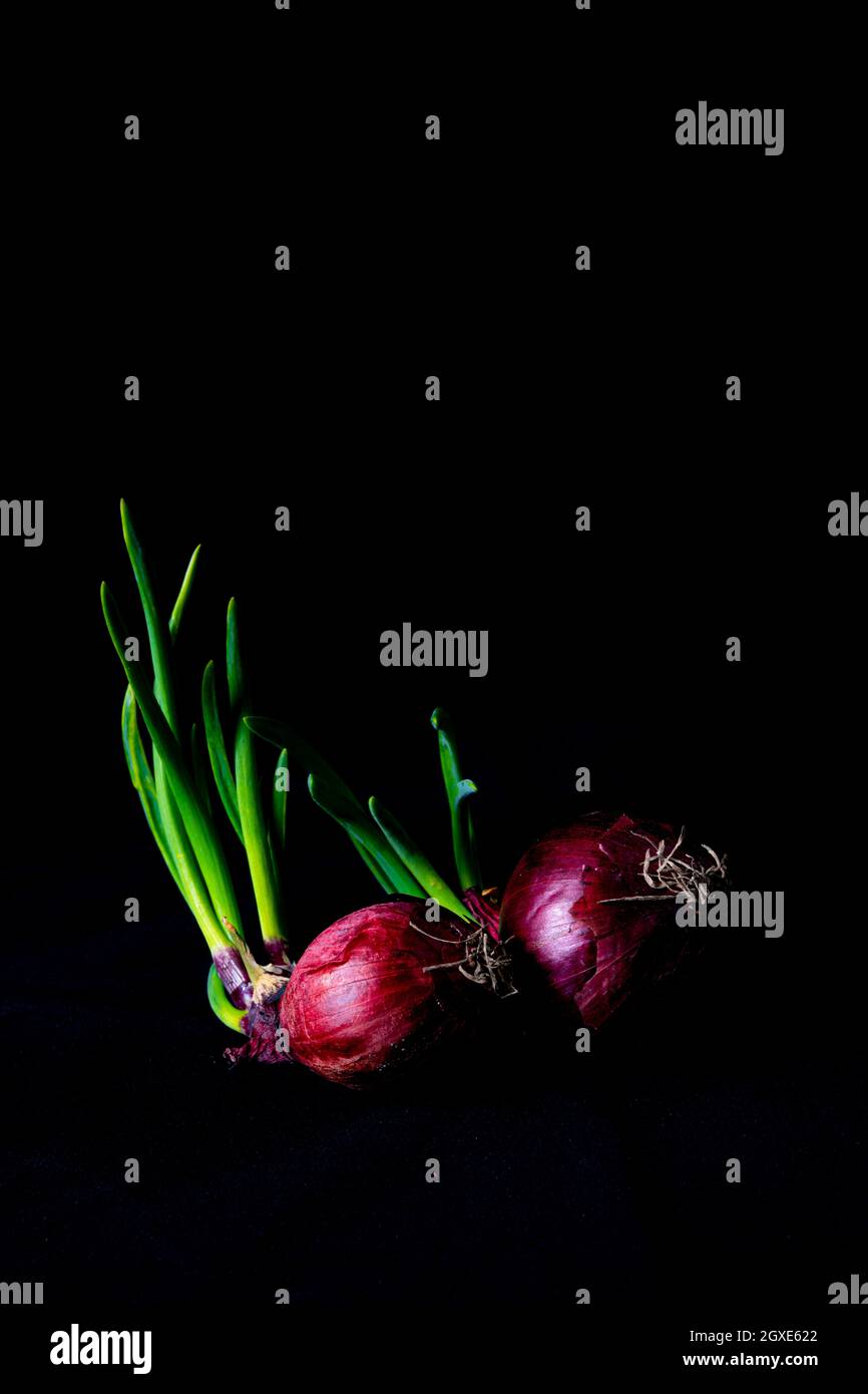 Onions with stems hi-res stock photography and images - Alamy
