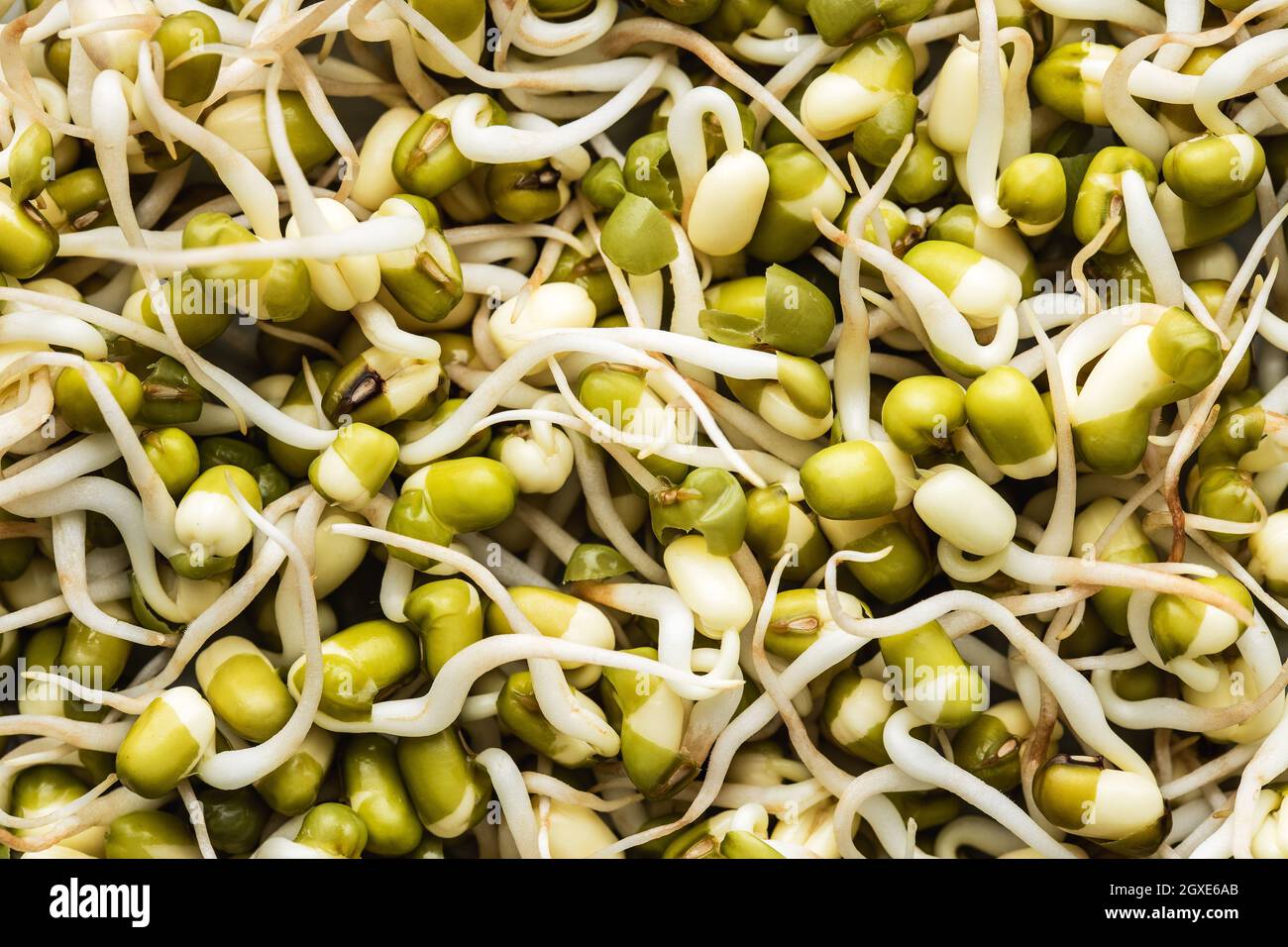 Sprouted green mung beans. Mung sprouts. Top view Stock Photo - Alamy