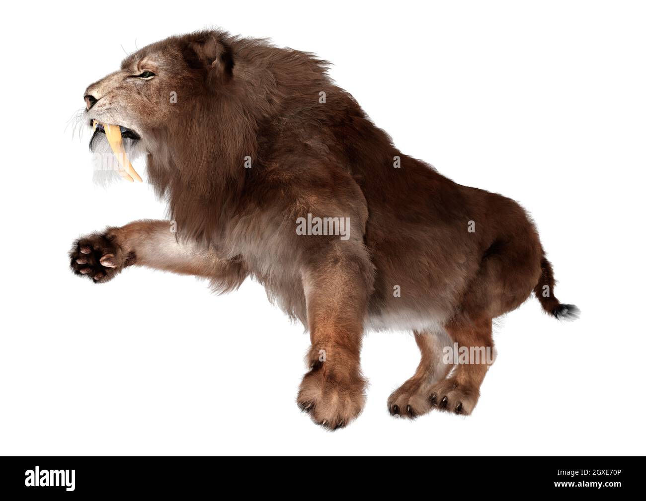 3D rendering of a sabertooth tiger isolated on white background Stock ...