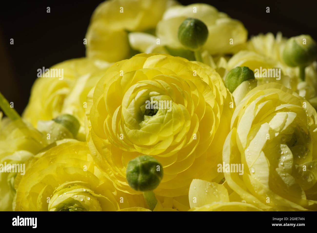 Ranunculus asiaticus or Persian buttercup gold color flower, macro ...