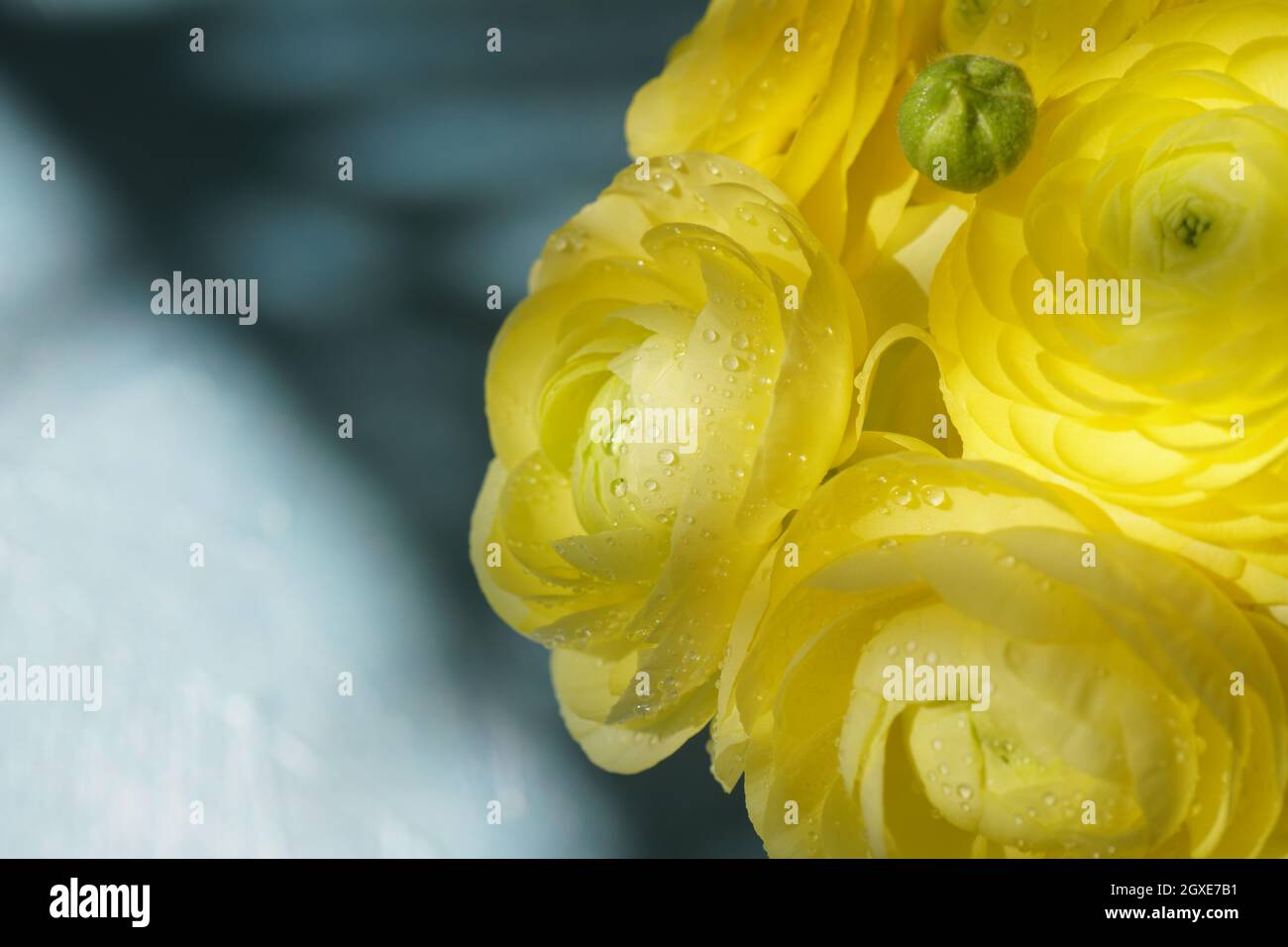Ranunculus asiaticus or Persian buttercup gold color flower, macro ...