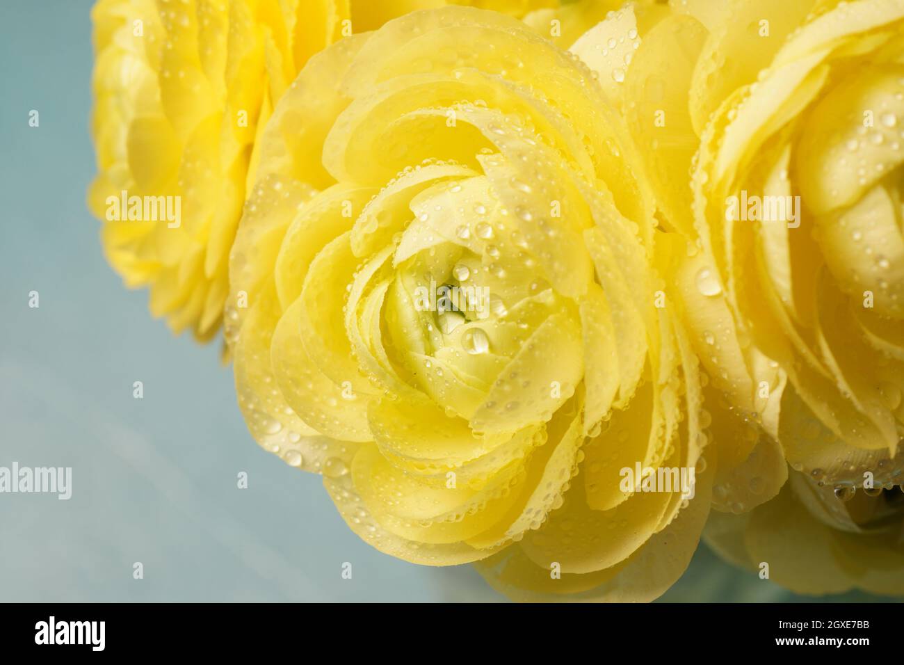 Ranunculus asiaticus or Persian buttercup gold color flower, macro ...