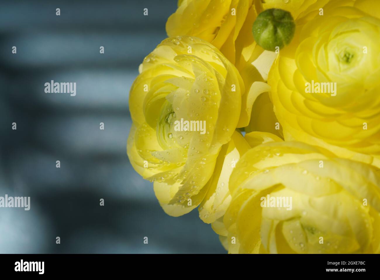 Ranunculus asiaticus or Persian buttercup gold color flower, macro ...