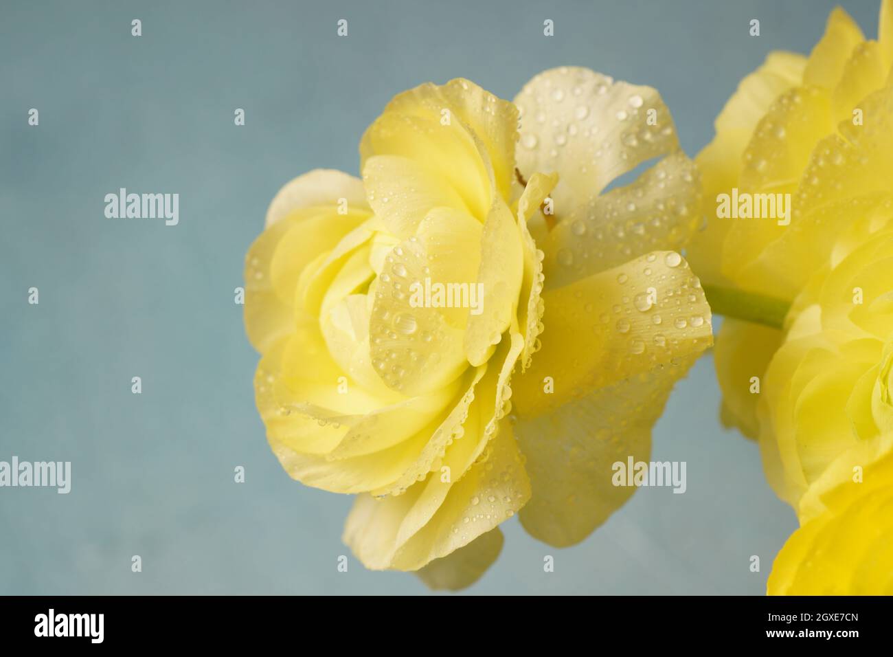 Ranunculus asiaticus or Persian buttercup gold color flower, macro ...
