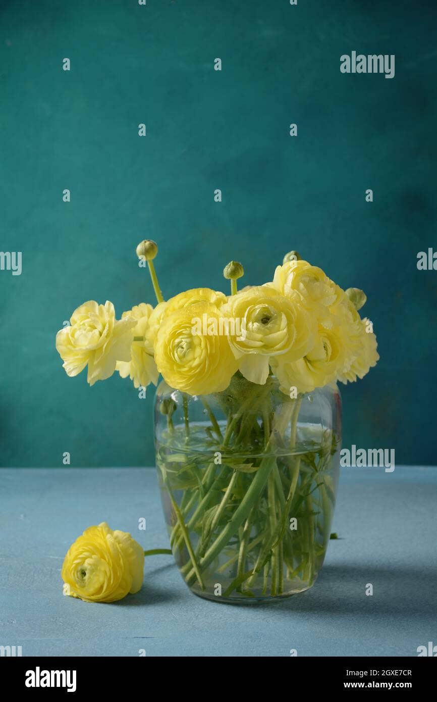 Ranunculus asiaticus or Persian buttercup gold color flower, macro ...