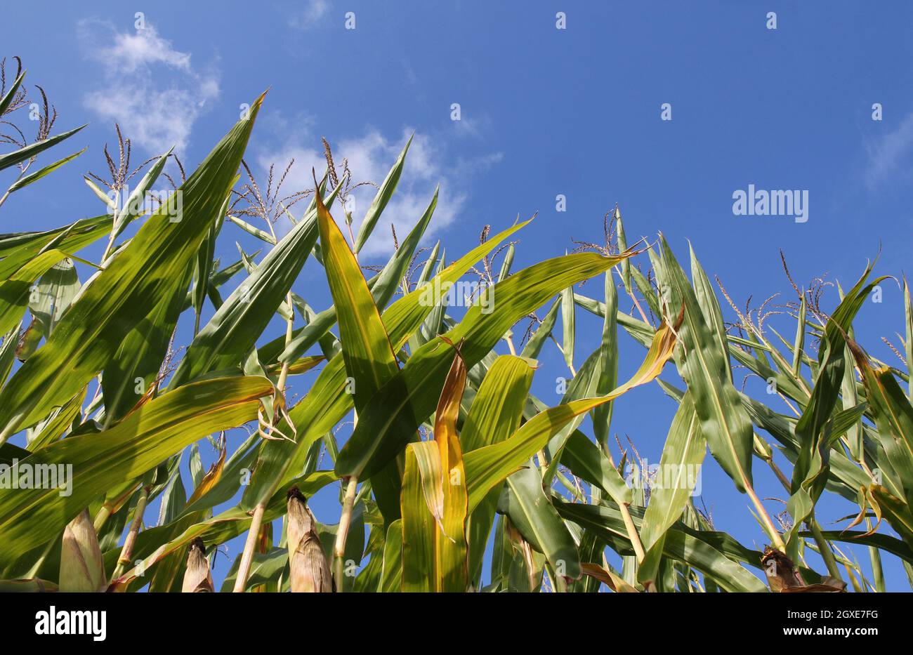 Maize field, diagonal row of maiz inf ront of blue sky for plant-based ...