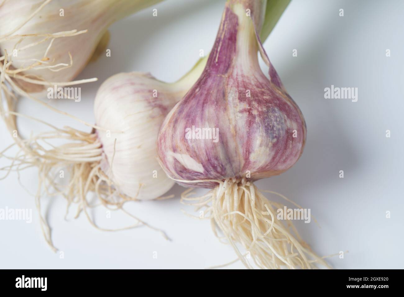 Fresh young garlic isolated on white background Stock Photo - Alamy