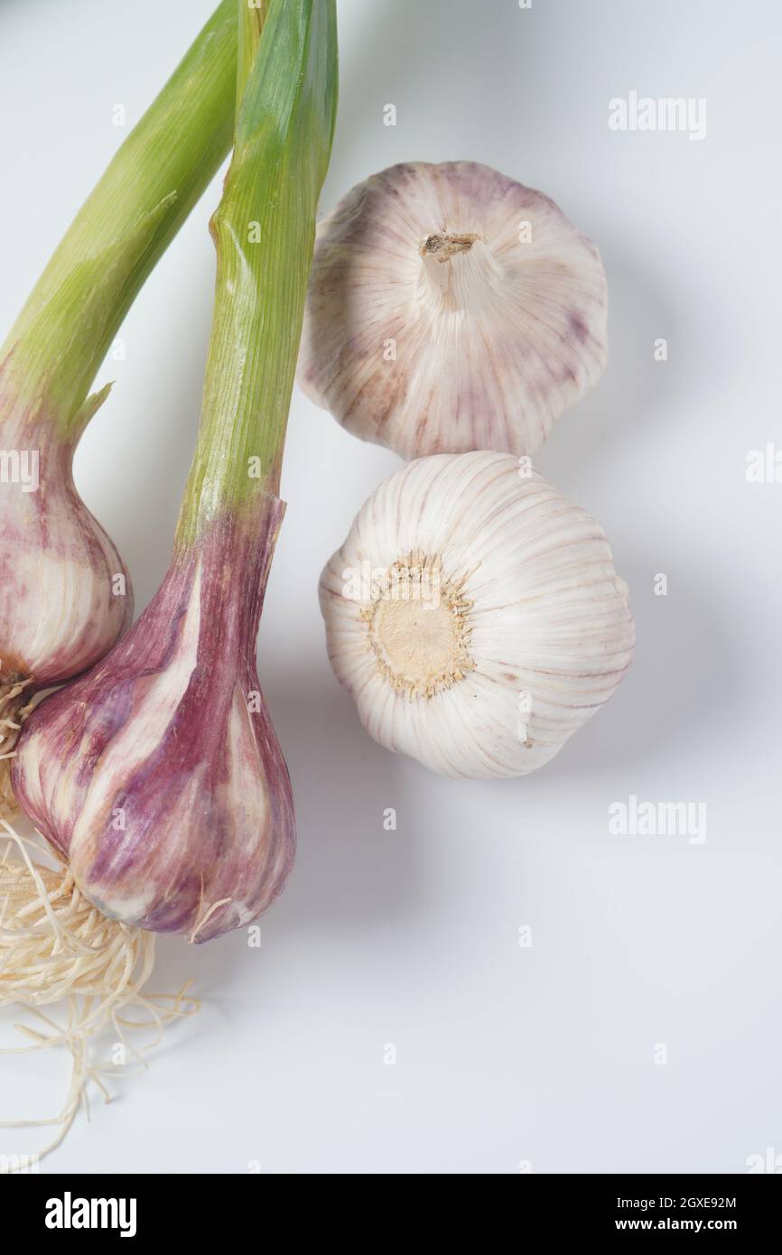 Fresh young garlic isolated on white background Stock Photo - Alamy