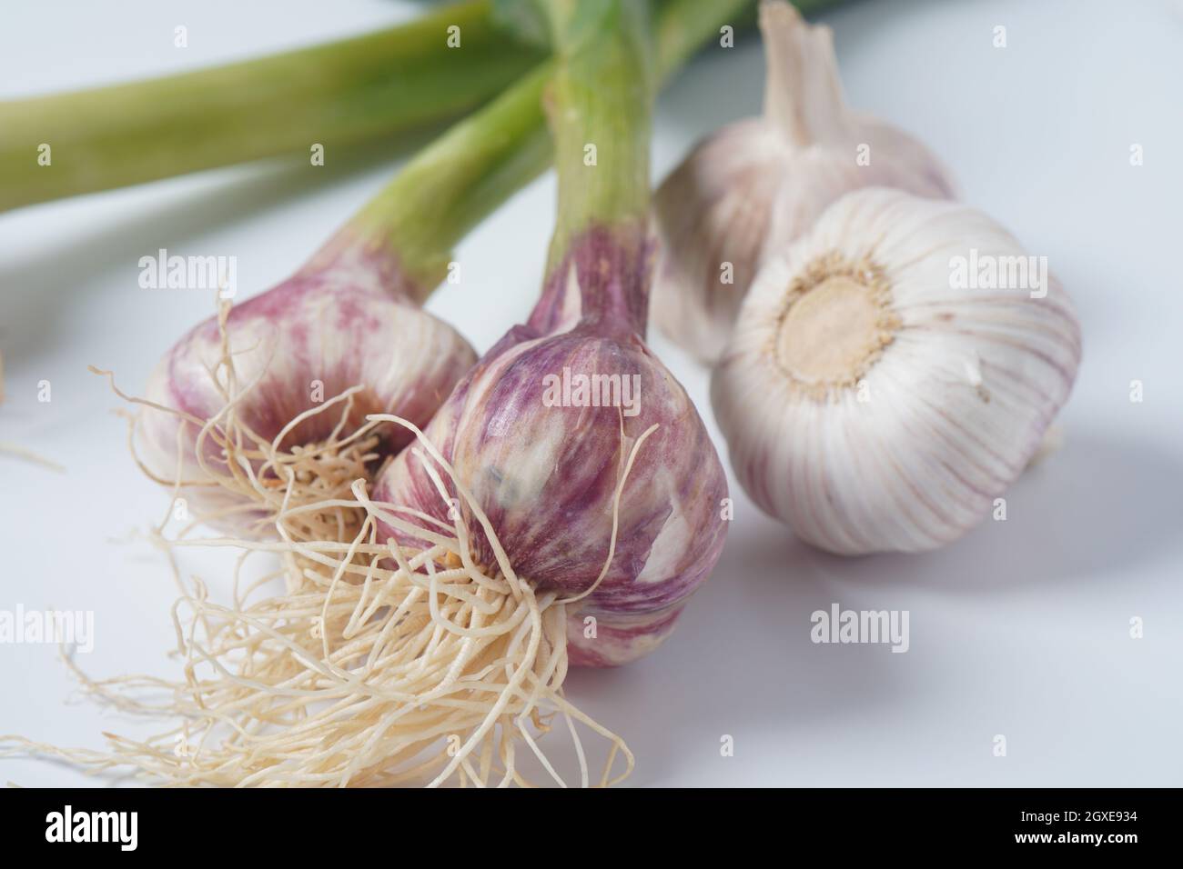 Fresh young garlic isolated on white background Stock Photo - Alamy