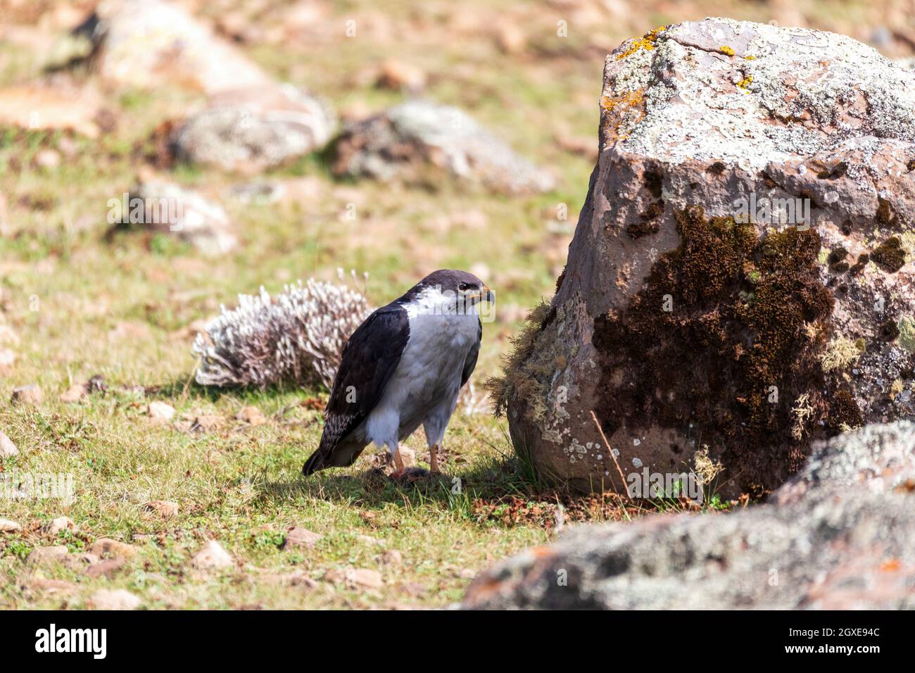 Augur Buzzard, Buteo augur, Bale National Park, Ethiopia, Africa ...