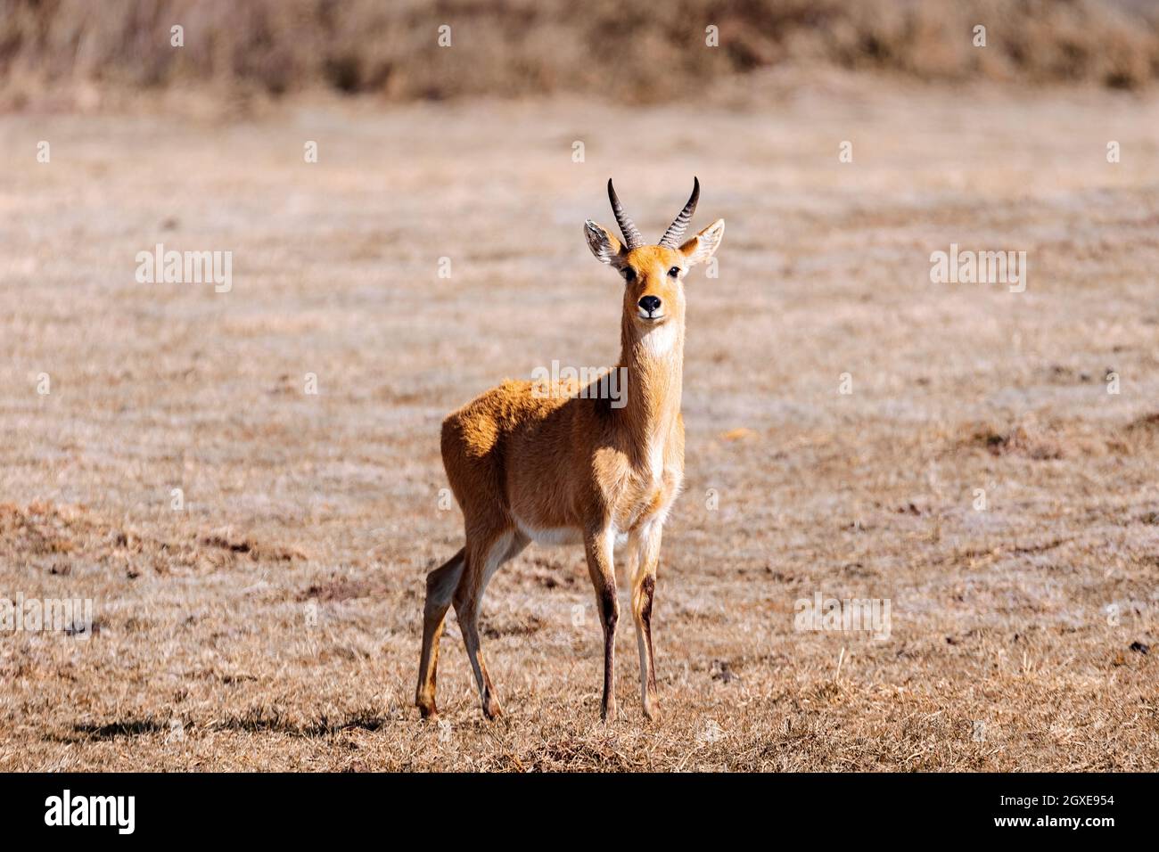 antelope Bohor reedbuck, Redunca redunca in natural habitat , Bale ...