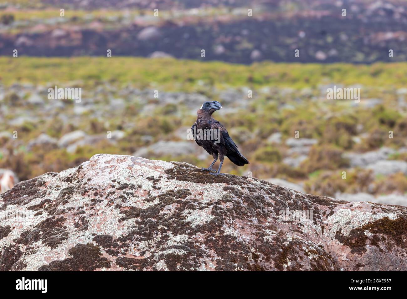 big black bird Thick-billed raven sits on a rock in natural habitat in ...