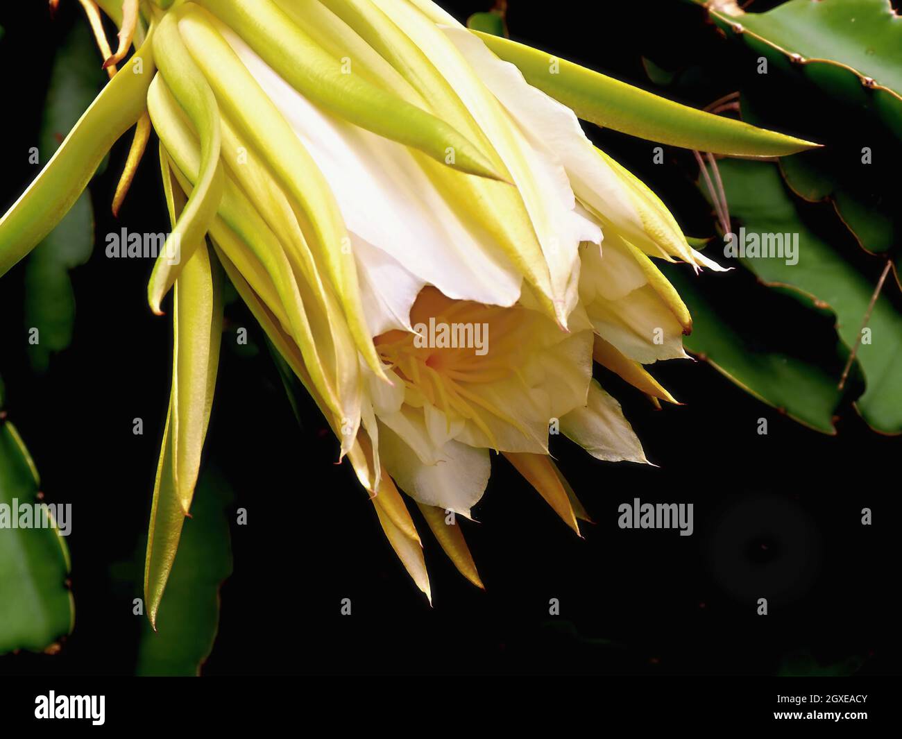 The "Queen of the Night"only blooms for one night. The fragrant flowers ...