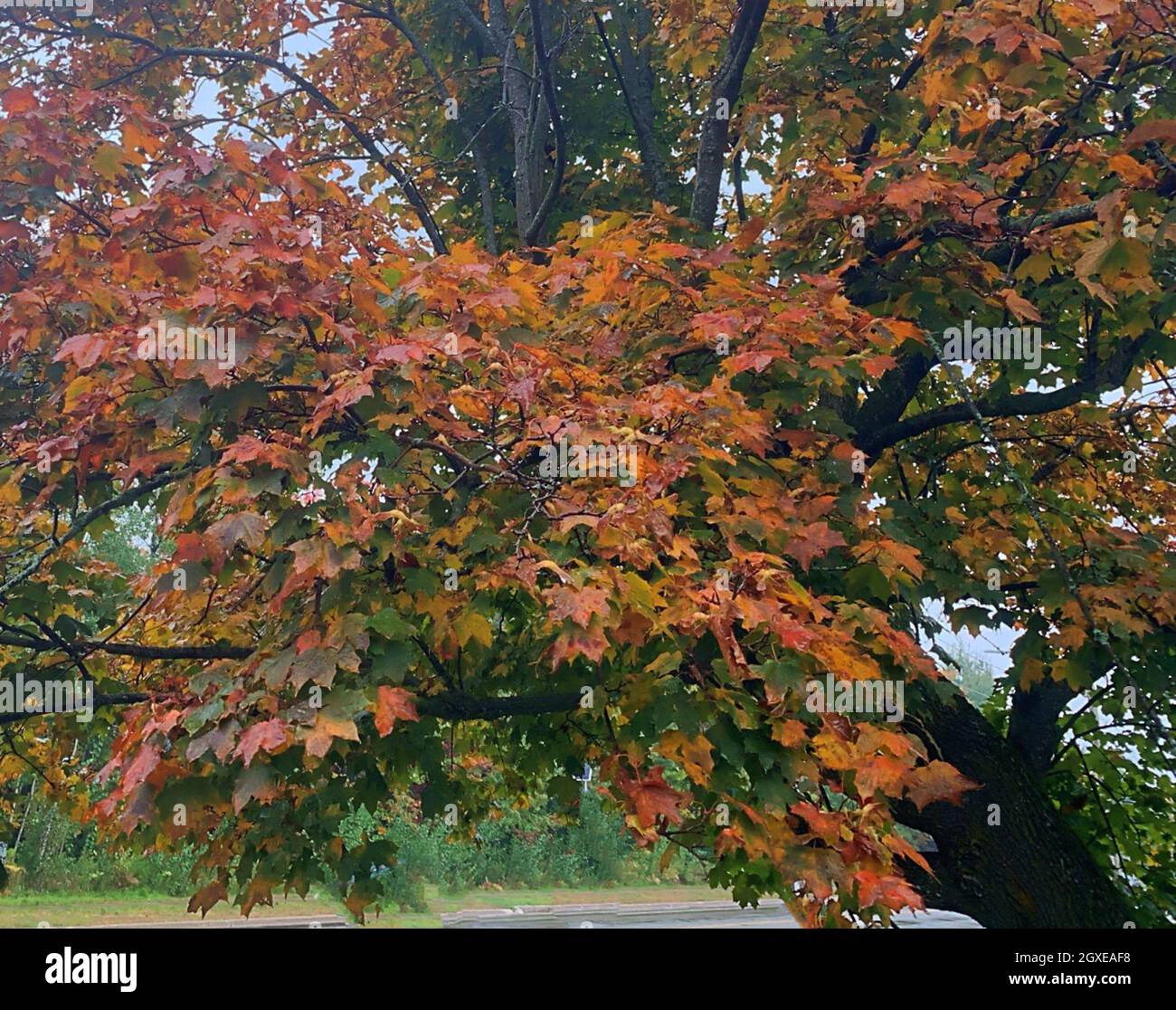 Beautiful autumn colors/Fall season/Maple tree/Canada Stock Photo - Alamy