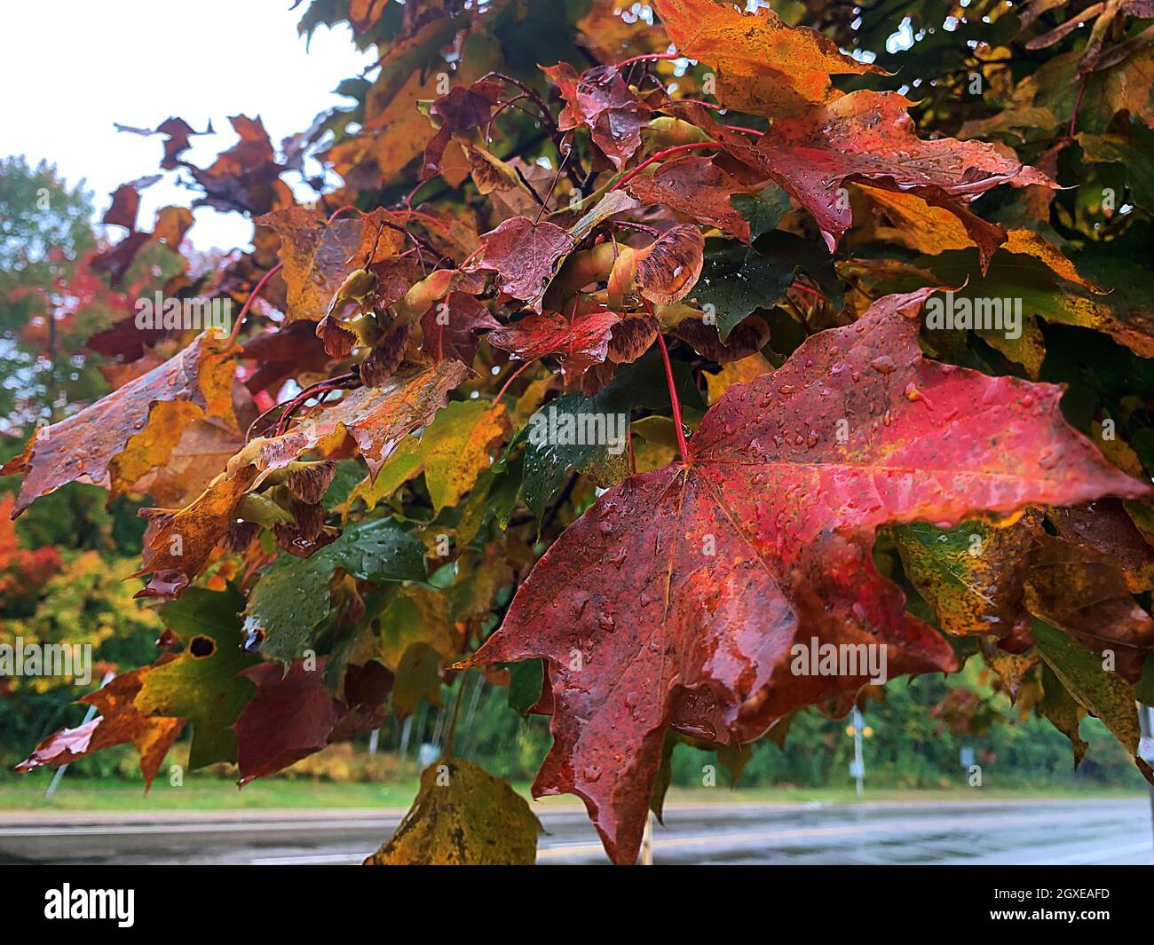 Beautiful autumn colors/Fall season/Maple tree/Canada Stock Photo - Alamy