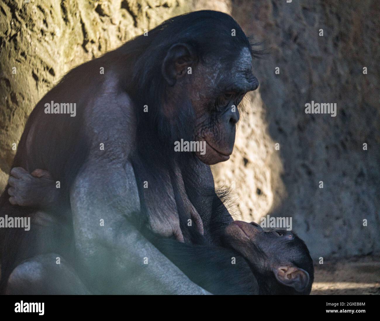 chimpanzee mother with her baby in berlin zoo. in close eye contact ...