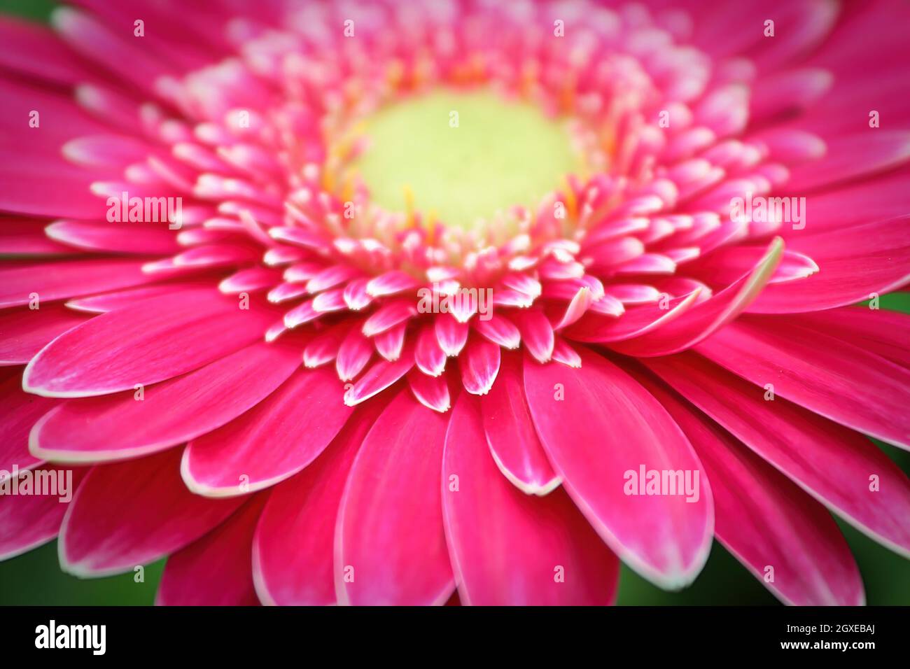 Double gerbera hi-res stock photography and images - Alamy