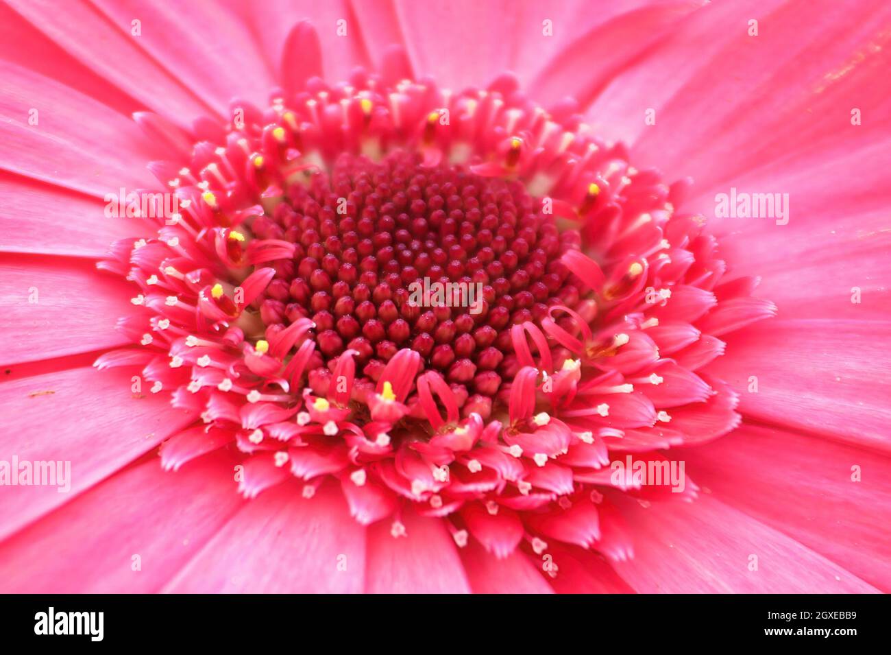 Gerbera daisy side view hi-res stock photography and images - Alamy