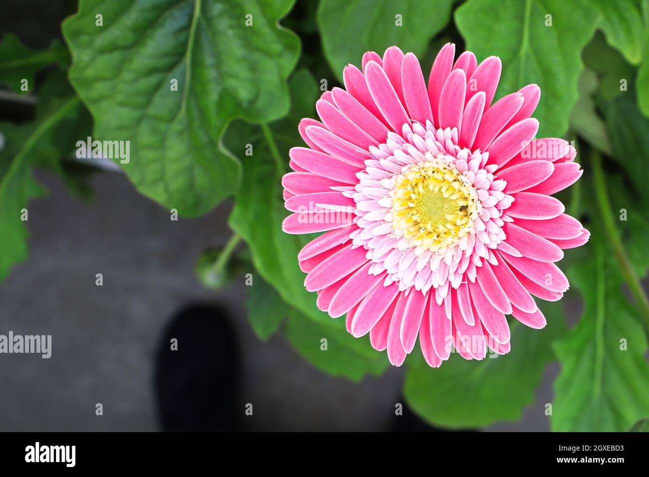 Double gerbera hi-res stock photography and images - Alamy