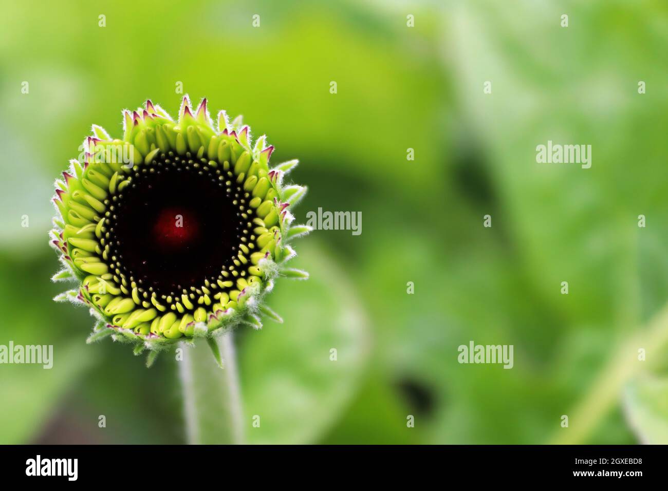 The black bud of a gerbera opening up Stock Photo - Alamy